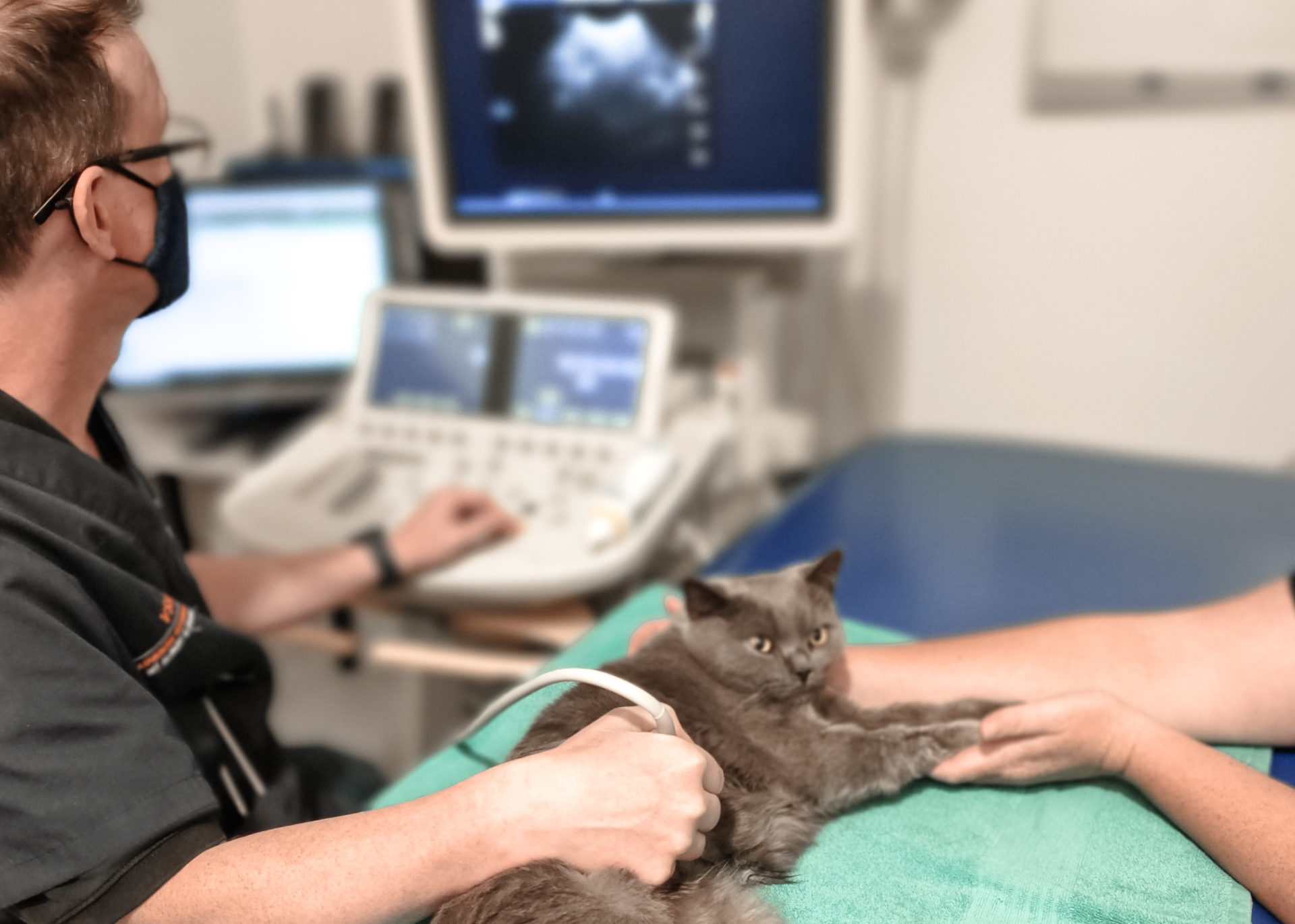 VSA Mt Albert, Auckland | Veterinary Specialists Aotearoa - specialist ...