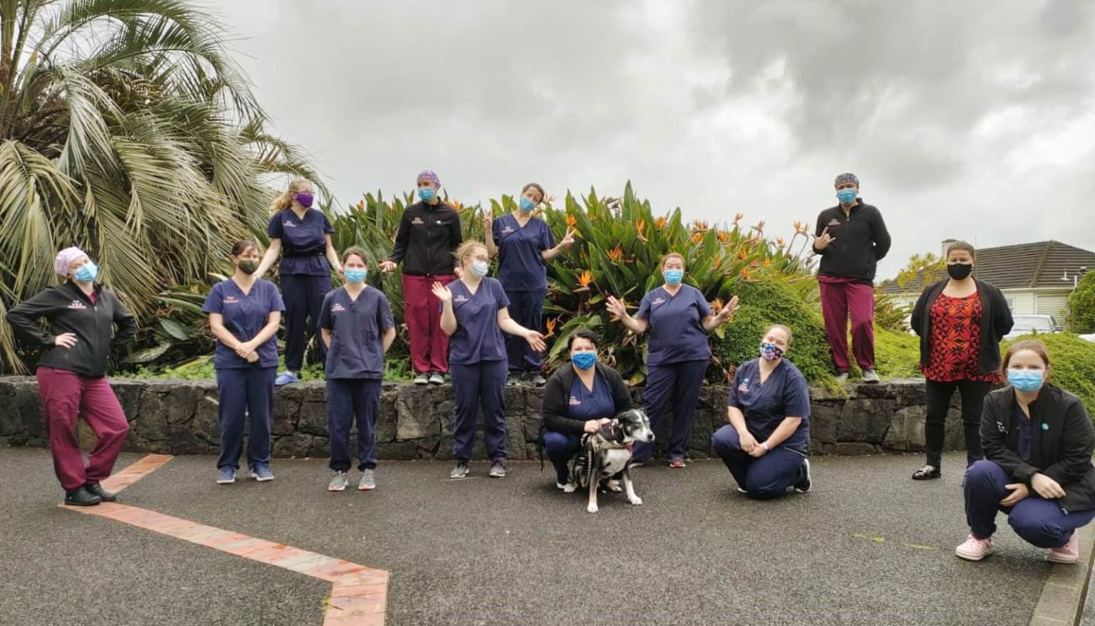 Working at VSA - for the best in NZ Veterinary Careers - Veterinary ...
