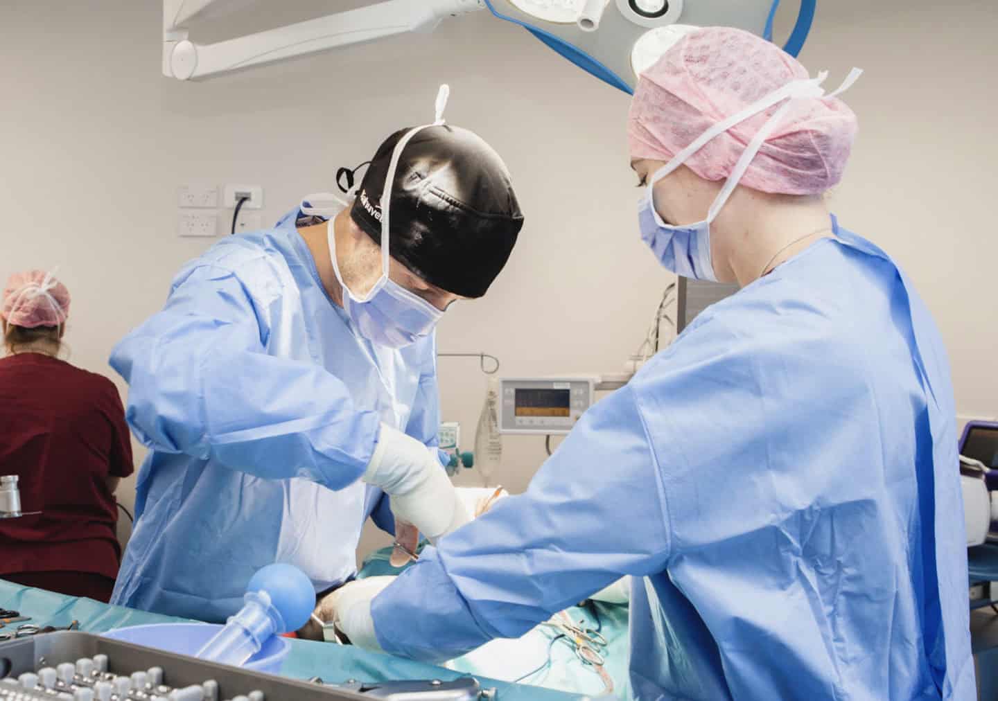 VSA Christchurch | Veterinary Specialists Aotearoa - specialist ...