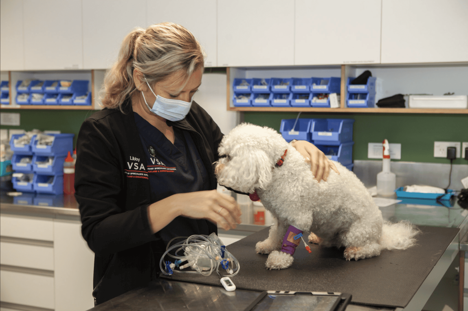 VSA Christchurch | Veterinary Specialists Aotearoa - specialist ...