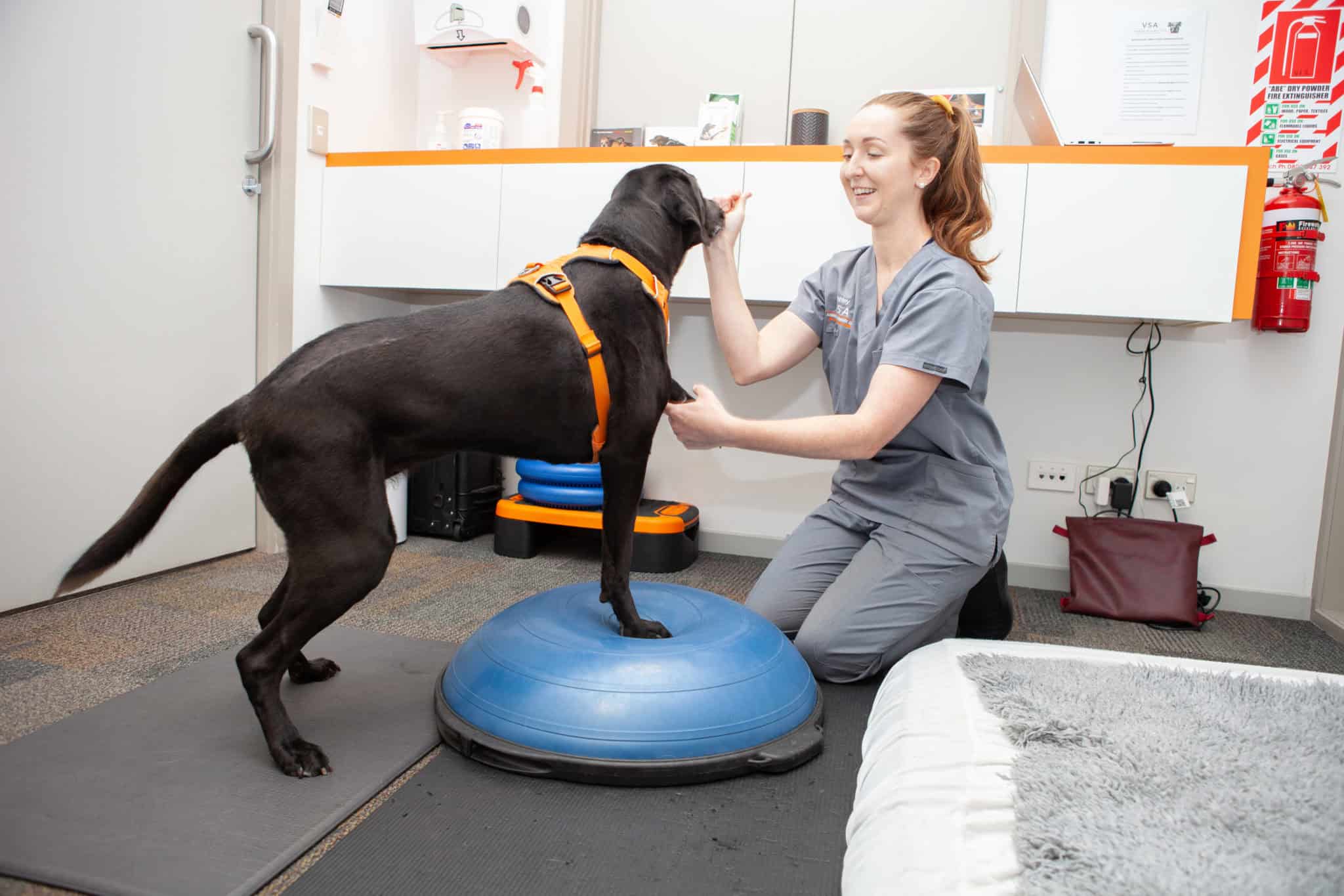 VSA Auckland West | Veterinary Specialists Aotearoa NZ