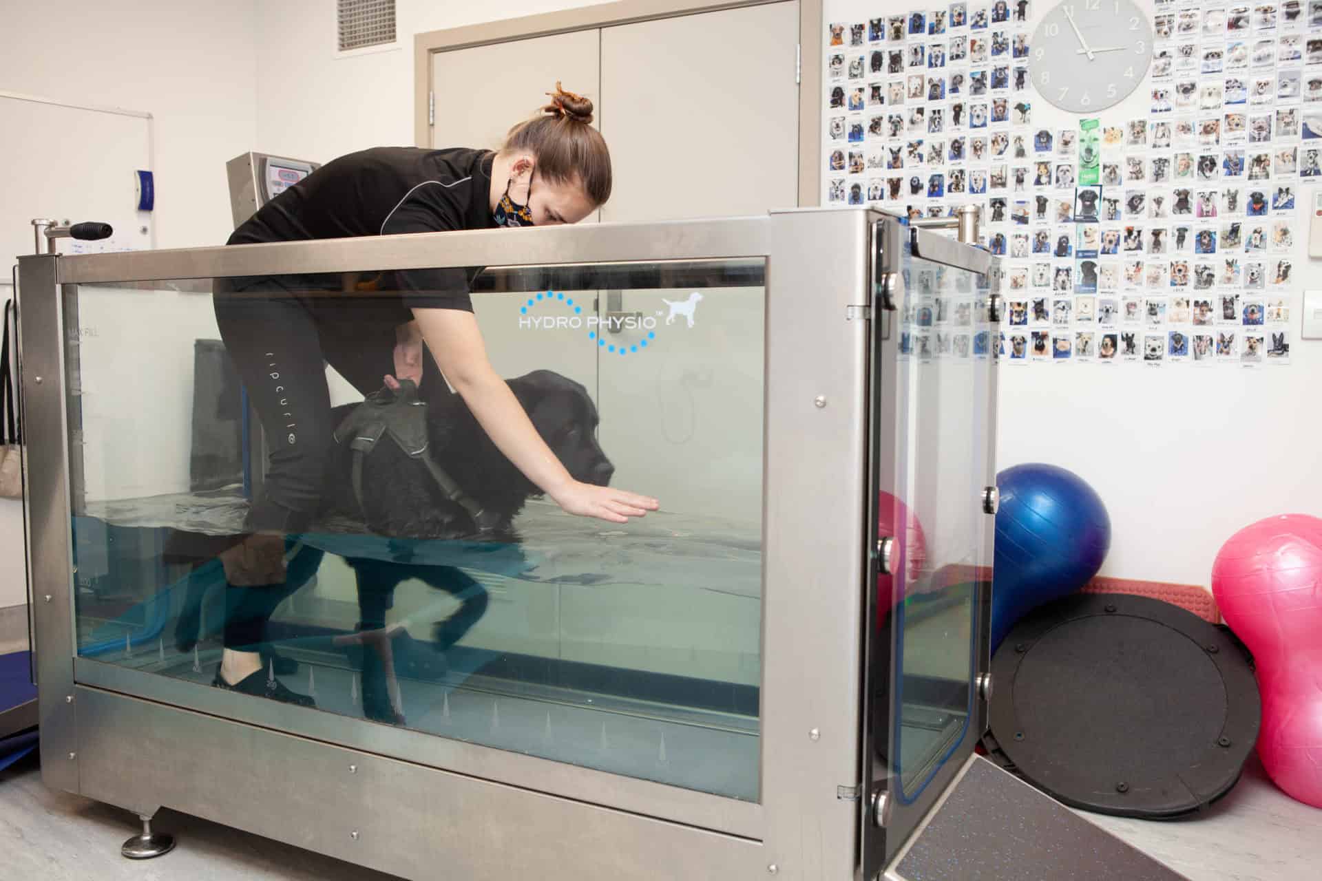 VSA Sylvia Park Auckland | Veterinary Specialist Referral Hospitals