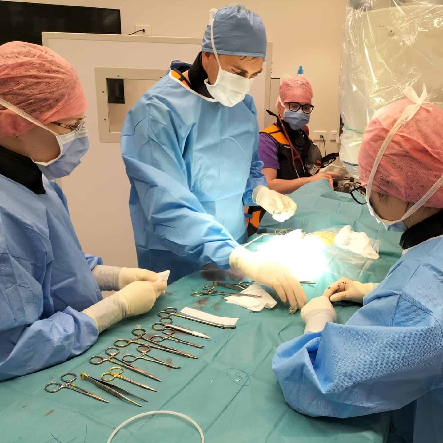 Small Animal Cardiology at VSA - Veterinary Specialists Aotearoa ...