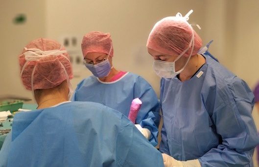 VSA Rotating Internship - Veterinary Specialists Aotearoa | Veterinary ...