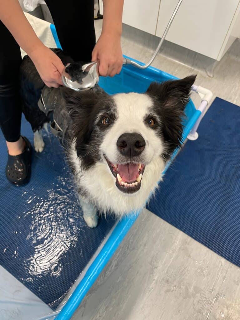 Hydrotherapy at VSA - Veterinary Specialists Aotearoa | Veterinary ...