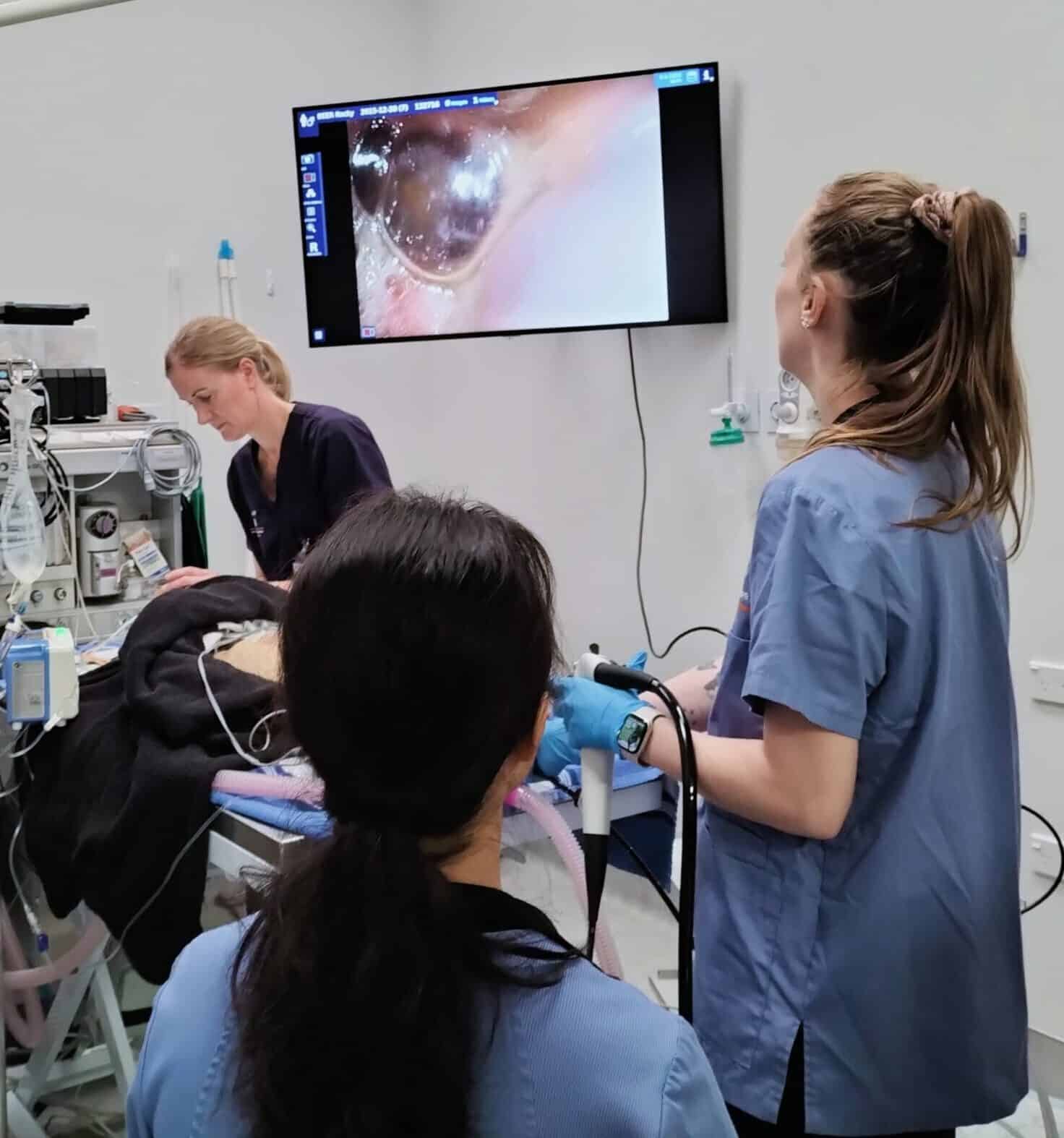 Internal Medicine at VSA - Veterinary Specialists Aotearoa | Veterinary ...