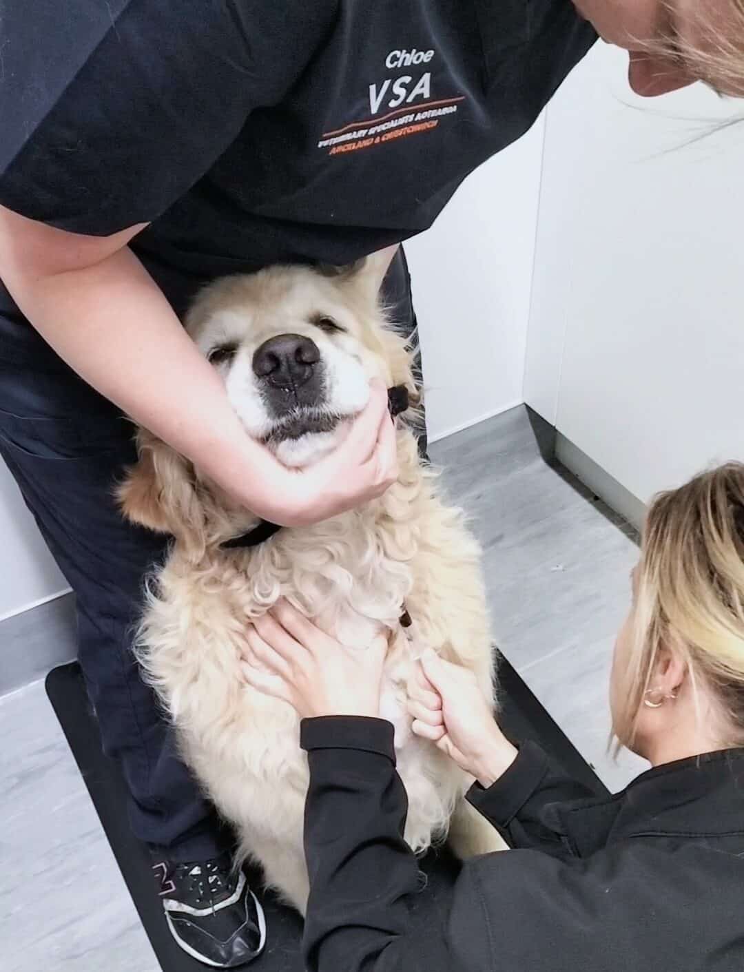 Internal Medicine at VSA - Veterinary Specialists Aotearoa | Veterinary ...