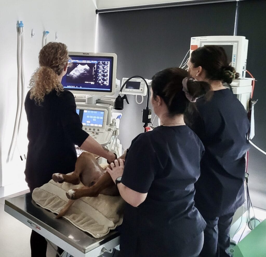 VSA Christchurch | Veterinary Specialists Aotearoa - specialist ...