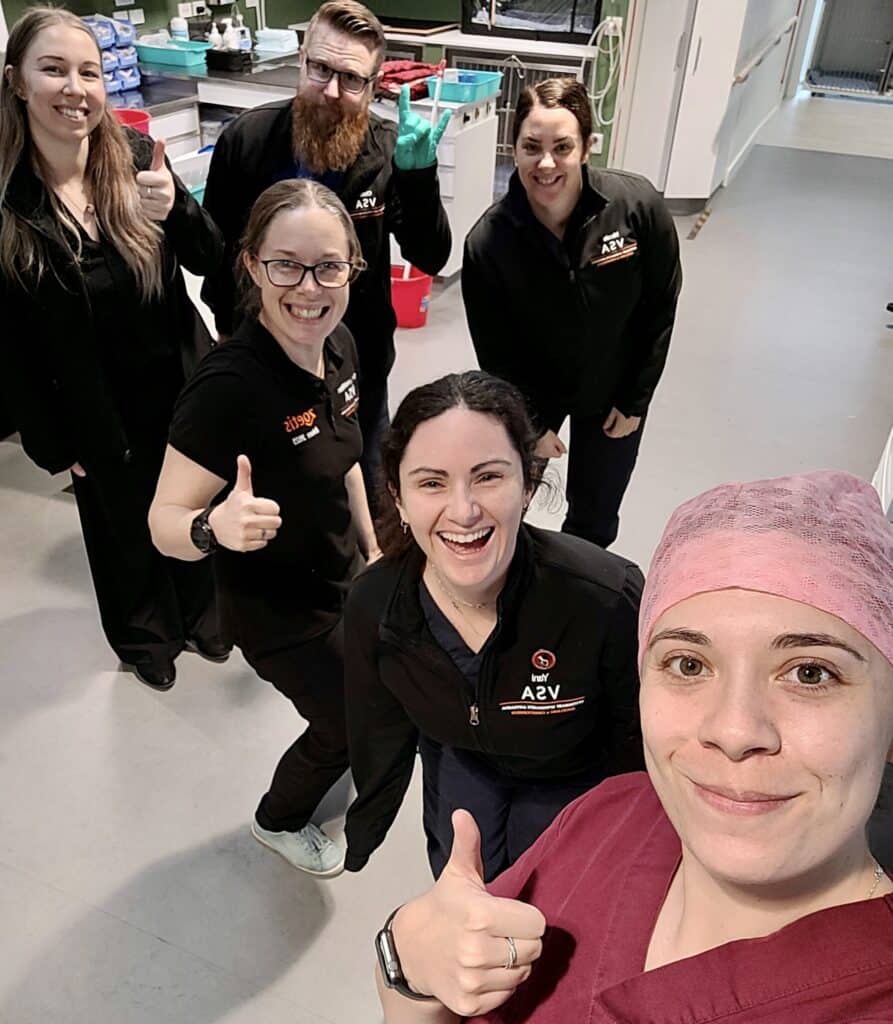 VSA Christchurch | Veterinary Specialists Aotearoa - specialist ...