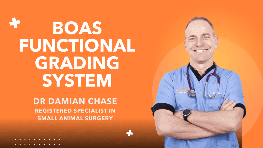 BOAS Functional Grading System – Dr Damian Chase at VSA Winterfest 2024 ...