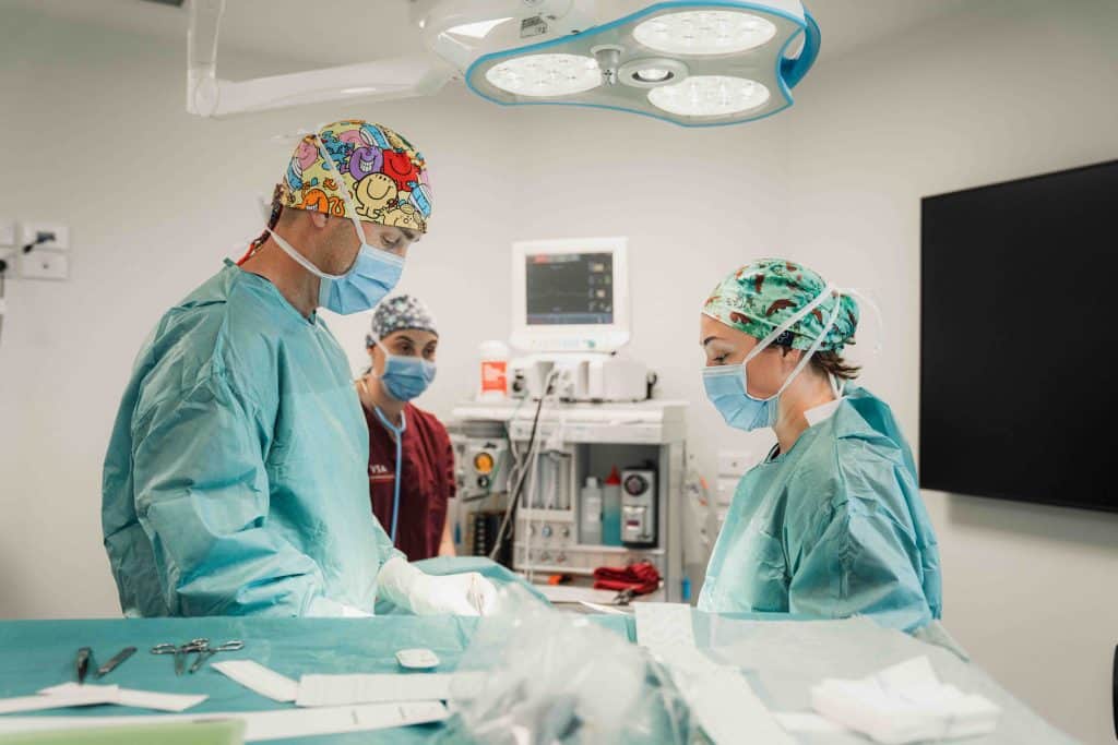 VSA Christchurch | Veterinary Specialists Aotearoa - specialist ...