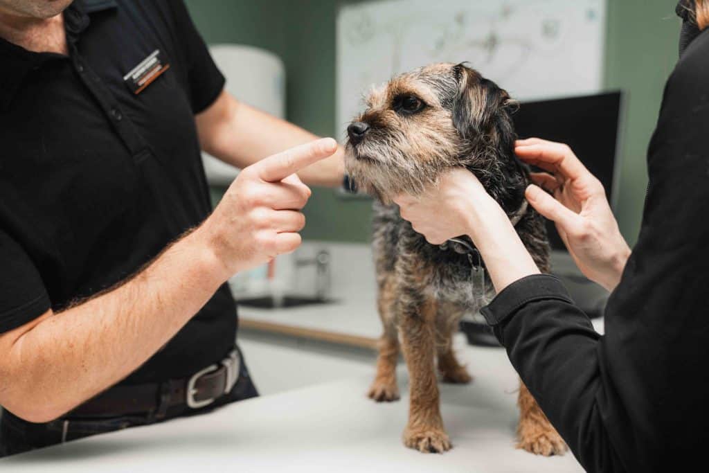 VSA Cancer Care - Advanced cancer treatment for cats and dogs ...